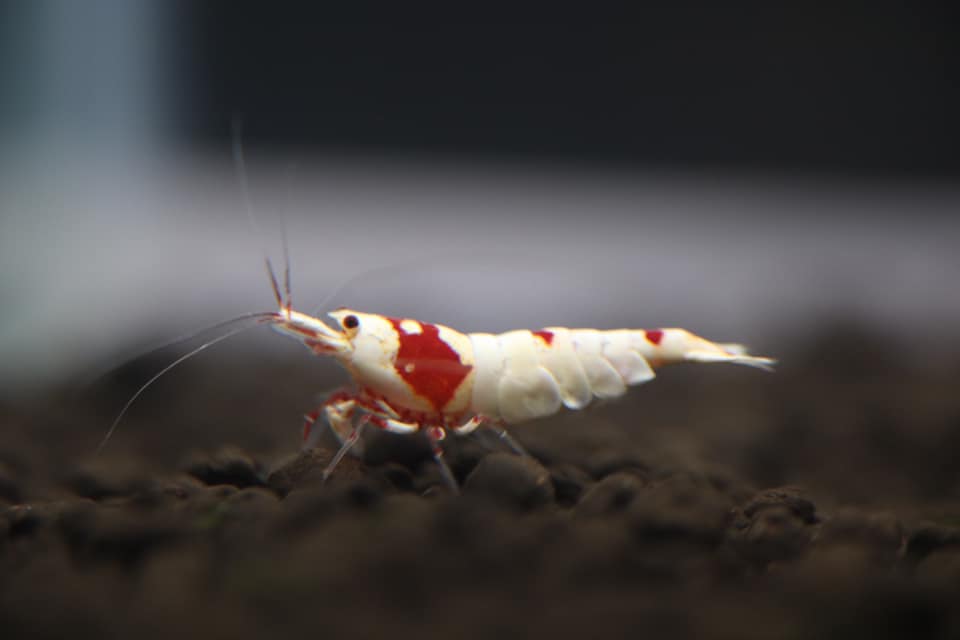 What's the difference between Crystal Red Shrimp and Pure Red Line ...