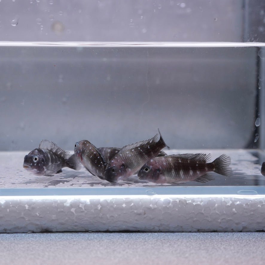 White Spotted Cichlid (Tropheus Duboisi) | BillyBoiAquatics