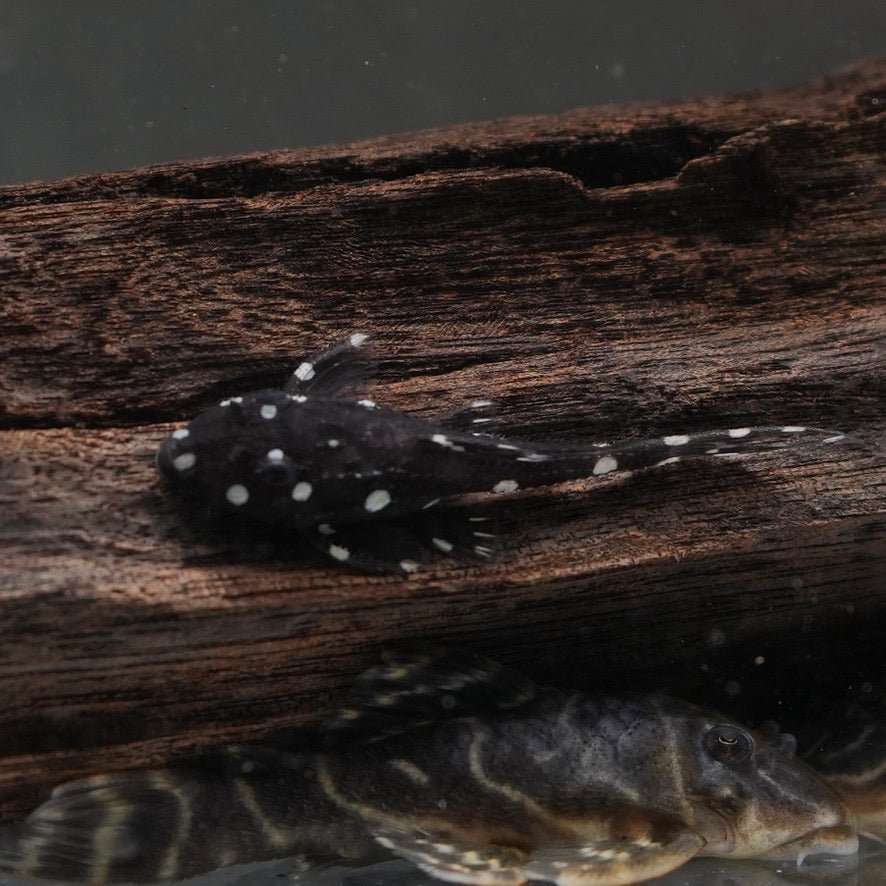 L155 Black Adonis Pleco | BillyBoiAquatics
