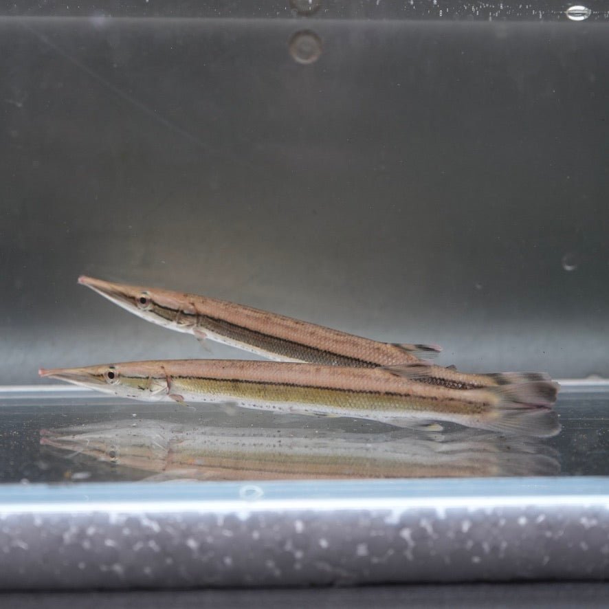 Marble Gar | BillyBoiAquatics