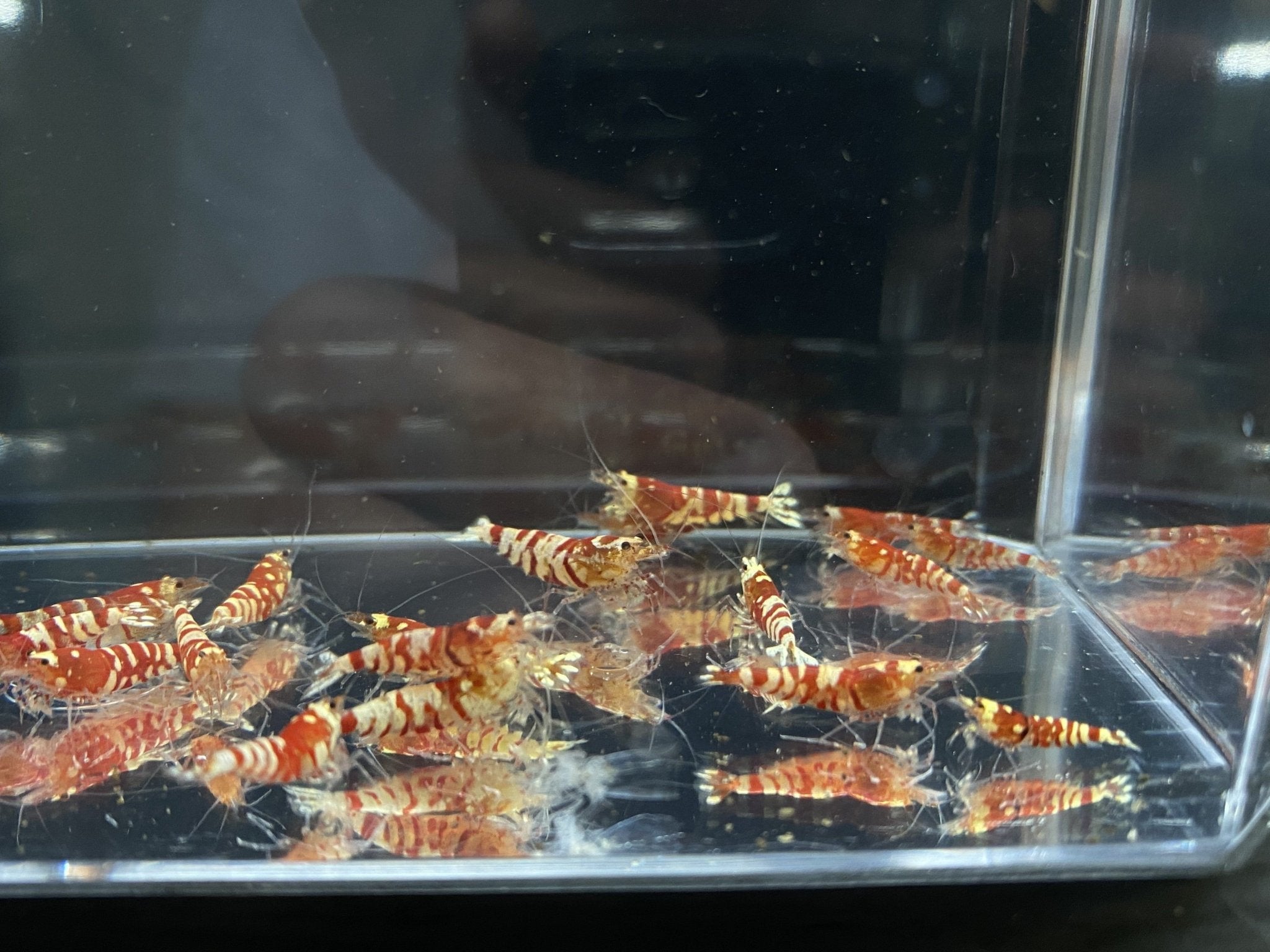 Red Fancy Tiger S Grade | BillyBoiAquatics