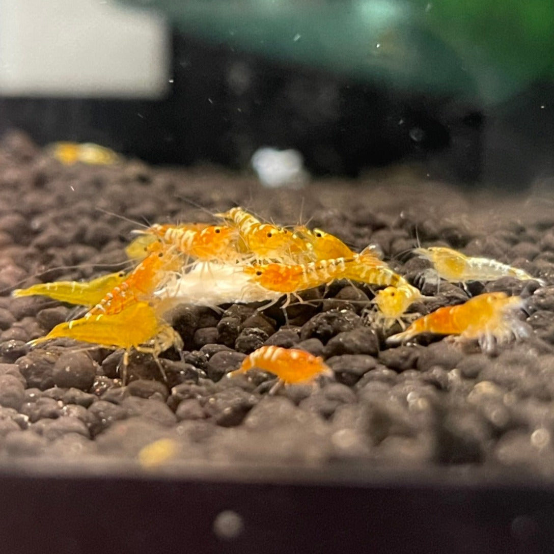 Yellow Pinto Mix A/S | BillyBoiAquatics